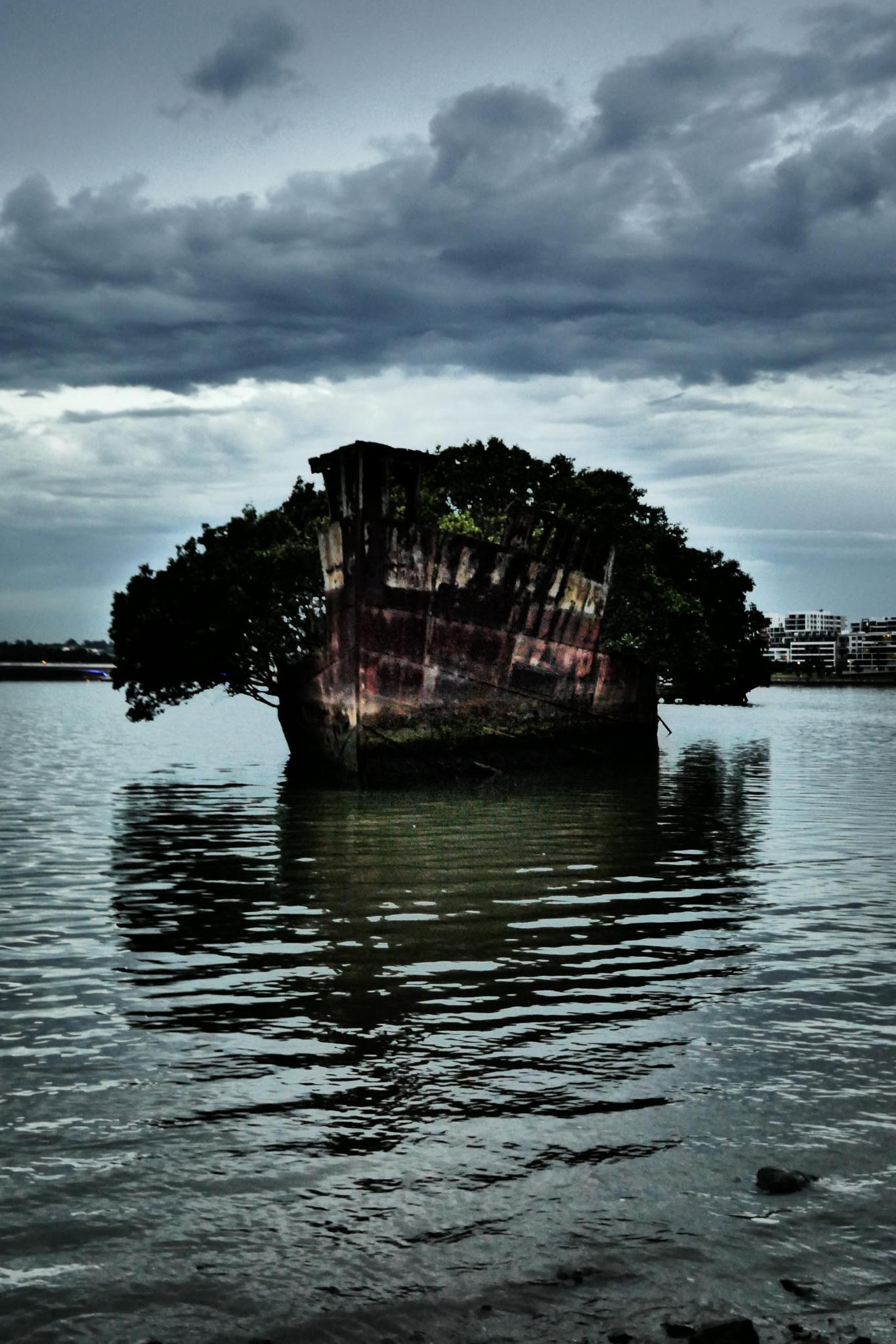 Alone with the SS Ayrfield Shipwreck, the Floating Forest of Sydney ...